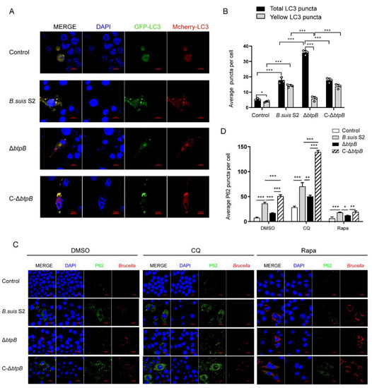Brucella BtpB Manipulates Apoptosis and Autophagic Flux in RAW264.7 Cells