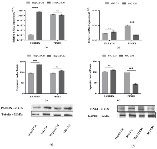 The Crosstalk between HepG2 and HMC-III Cells: In Vitro Modulation of ...