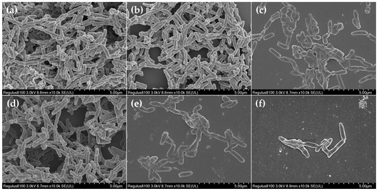 Effects of Luteolin on Biofilm of Trueperella pyogenes and Its ...