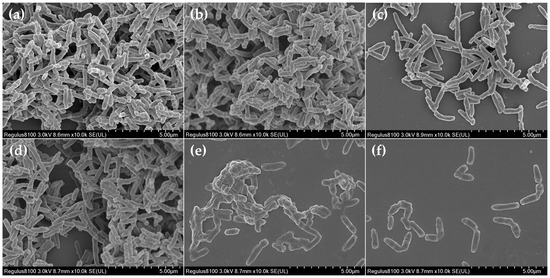 Effects of Luteolin on Biofilm of Trueperella pyogenes and Its ...