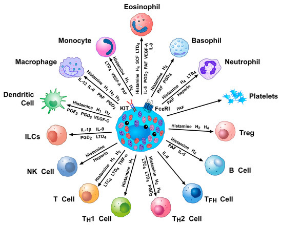 Human Lung Mast Cells: Therapeutic Implications in Asthma
