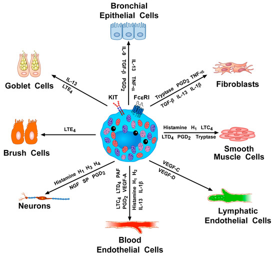 Human Lung Mast Cells: Therapeutic Implications in Asthma