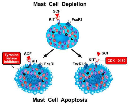 Human Lung Mast Cells: Therapeutic Implications in Asthma