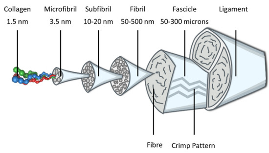 IJMS | Free Full-Text | Advanced Gene Therapy Strategies for the Repair ...