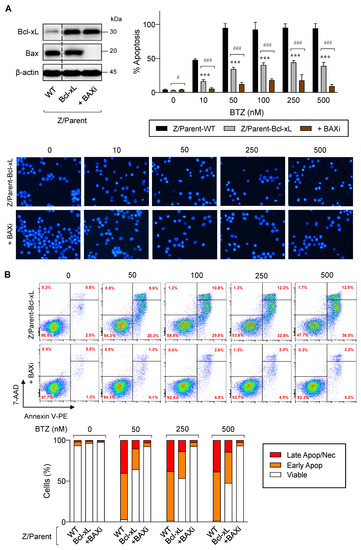 Bcl-2 Family Members Bcl-xL and Bax Cooperatively Contribute to ...