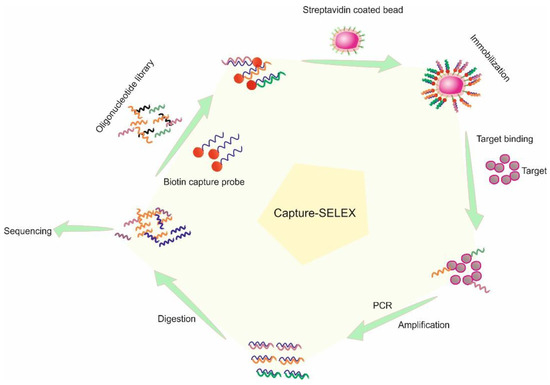 Advances in Aptamers-Based Applications in Breast Cancer: Drug Delivery, Therapeutics, and ...