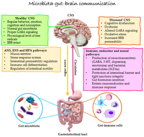 IJMS | Free Full-Text | Probiotics and Commensal Gut Microbiota as the Effective Alternative ...