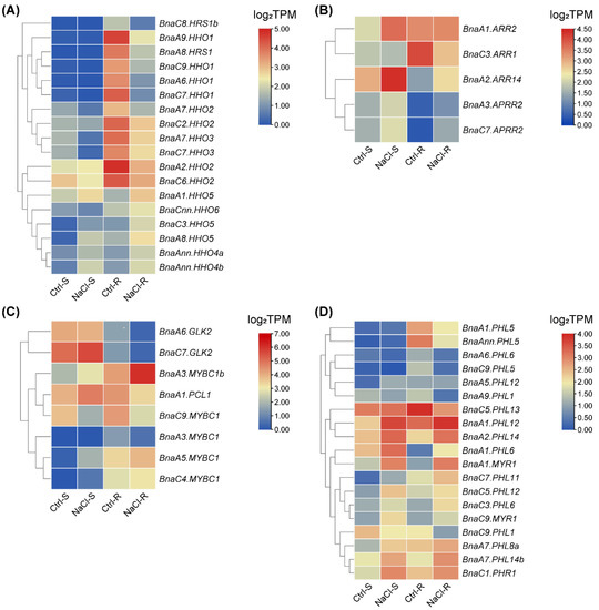 Genome-Scale Investigation of GARP Family Genes Reveals Their Pivotal ...