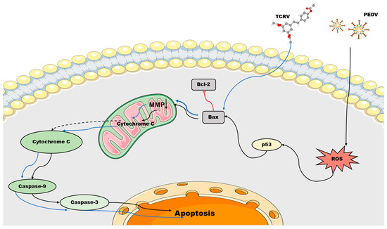 Triacetyl Resveratrol Inhibits PEDV by Inducing the Early Apoptosis In ...