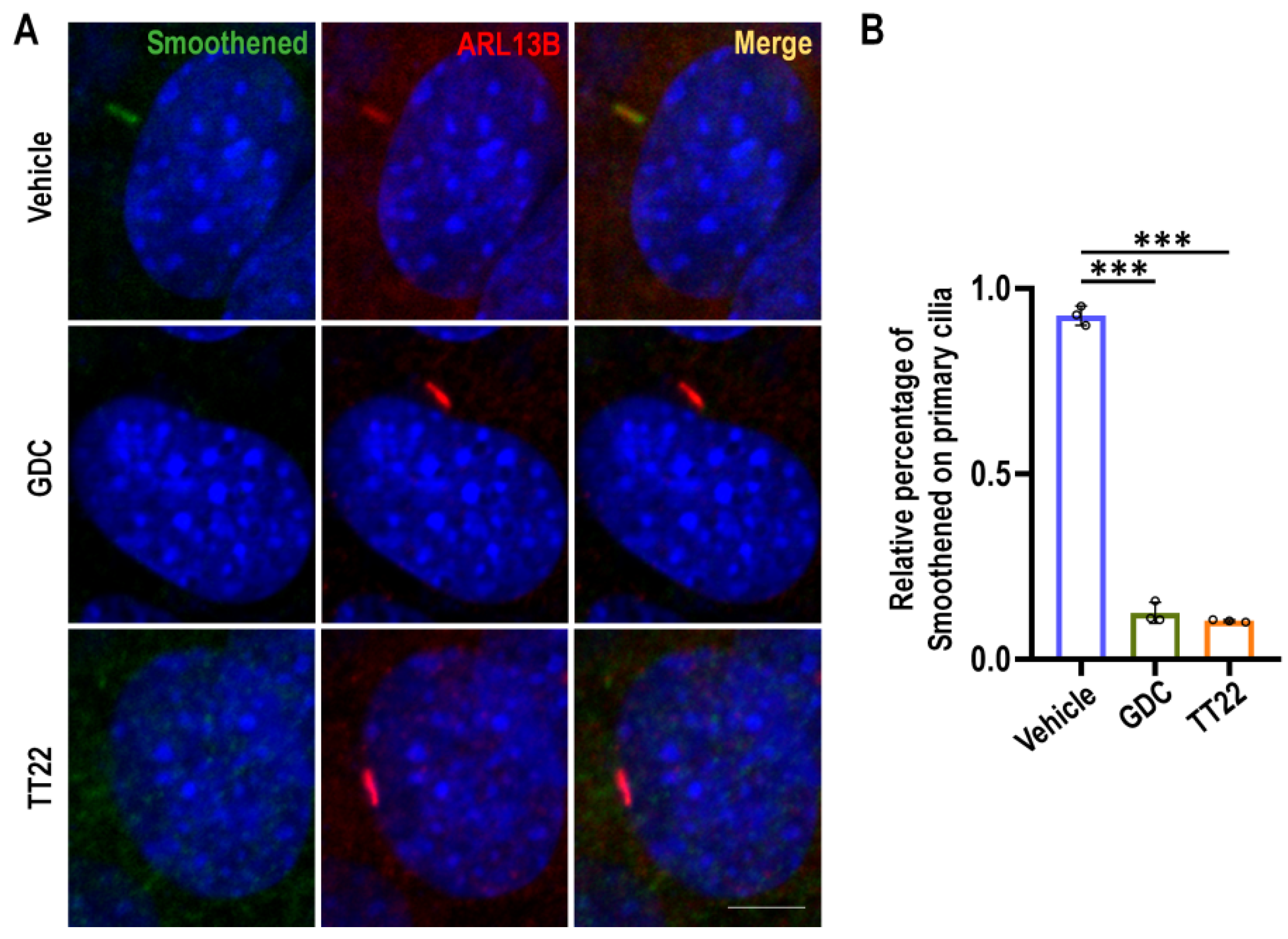 A Potent Antagonist of Smoothened in Hedgehog Signaling for Epilepsy