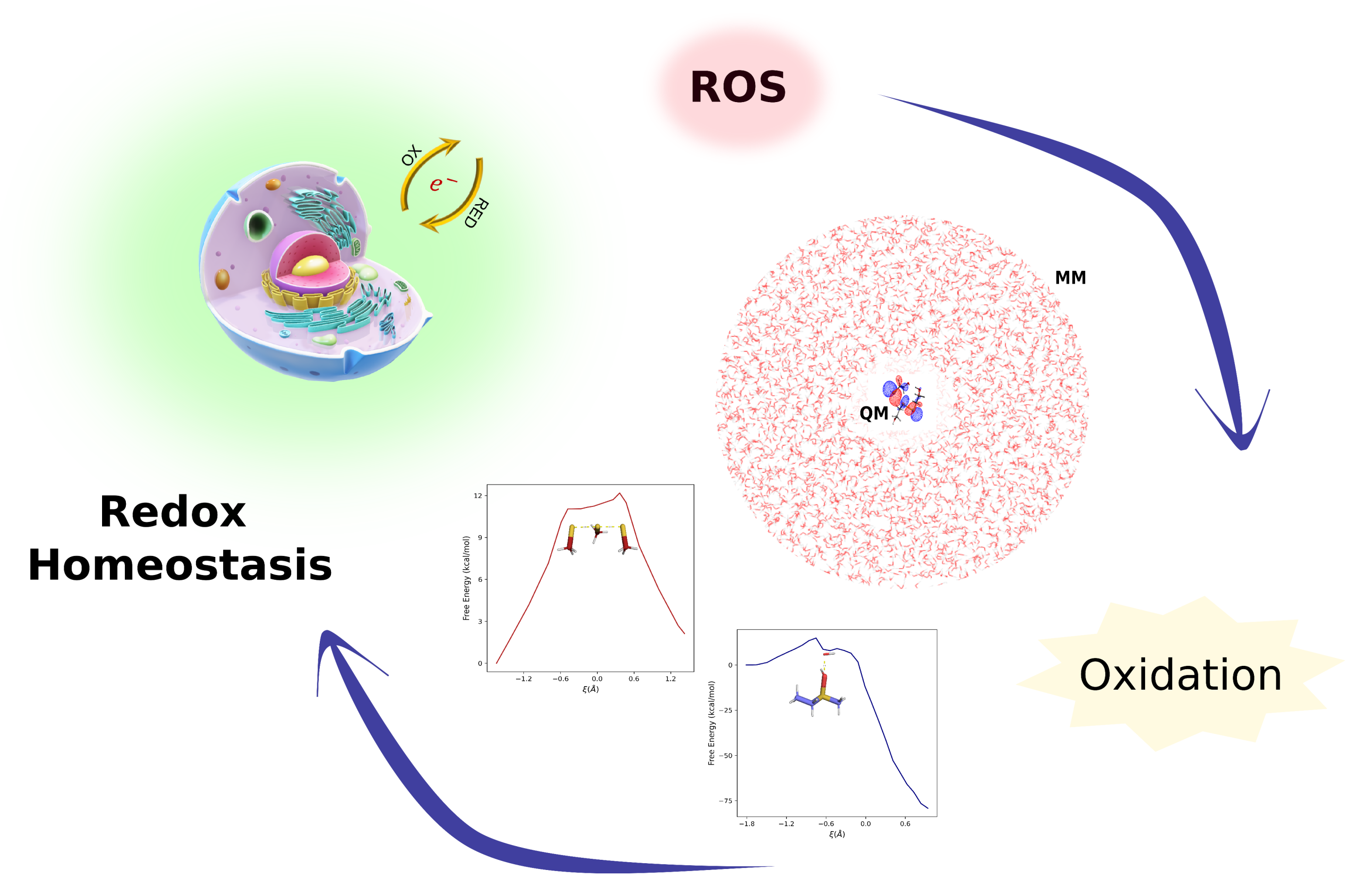 IJMS | Free Full-Text | Theoretical Evaluation of Sulfur-Based ...