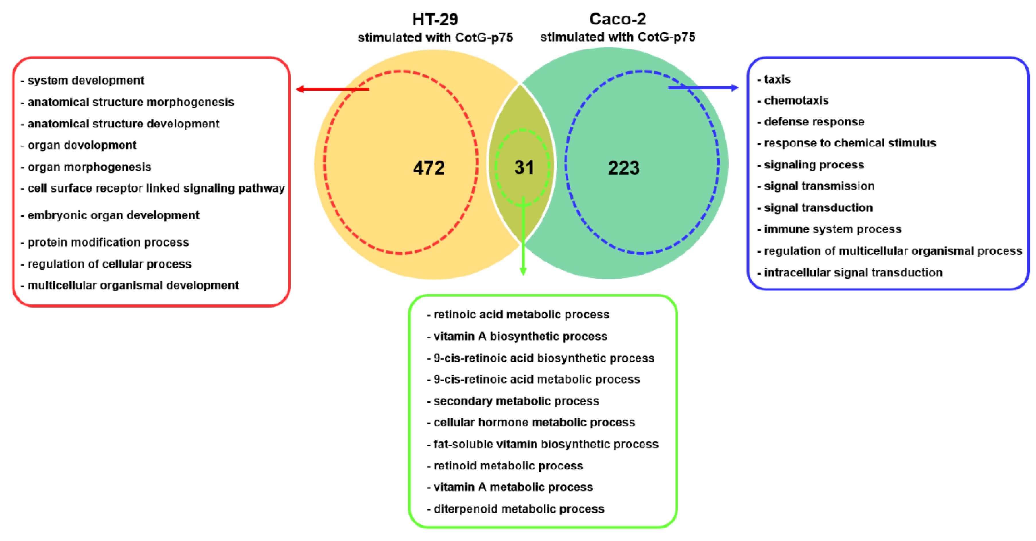 Transcriptome Analysis Reveals Immunomodulatory Effect of Spore ...