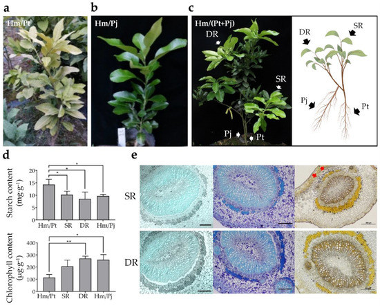 Comparative Transcriptomic Analysis of Inarching Invigorating Rootstock onto Incompatible Grafts ...