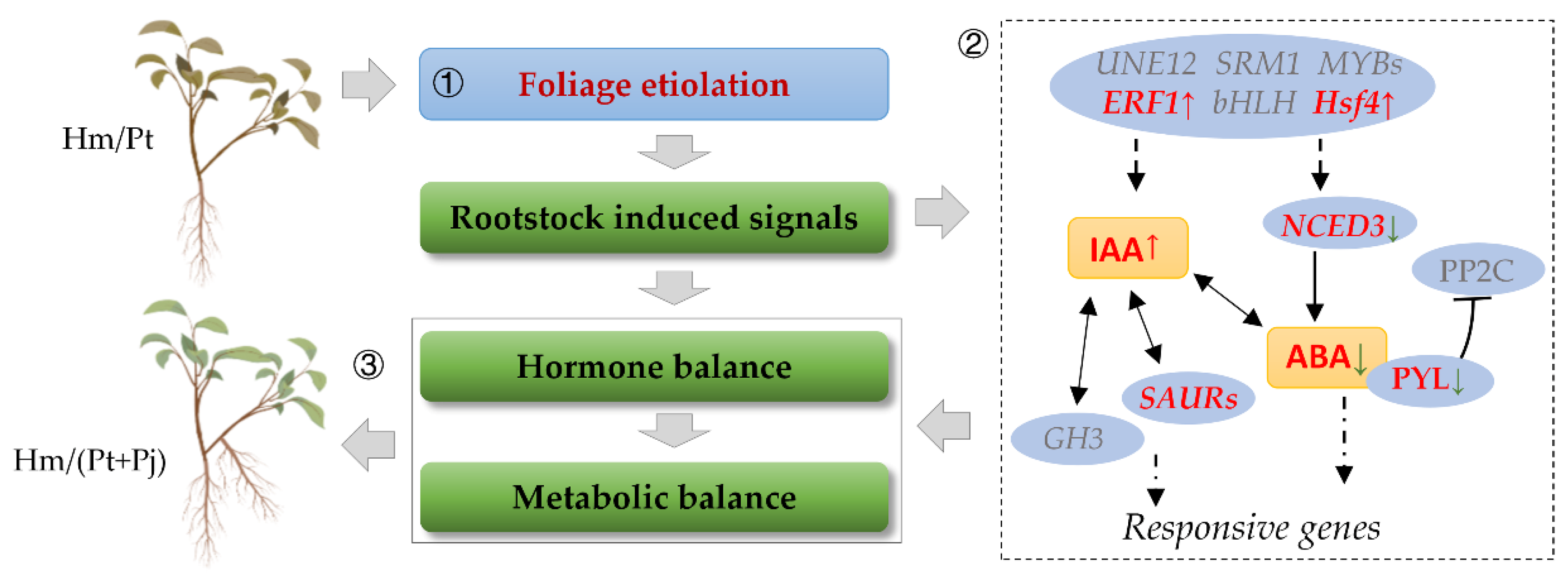 Comparative Transcriptomic Analysis of Inarching Invigorating Rootstock ...