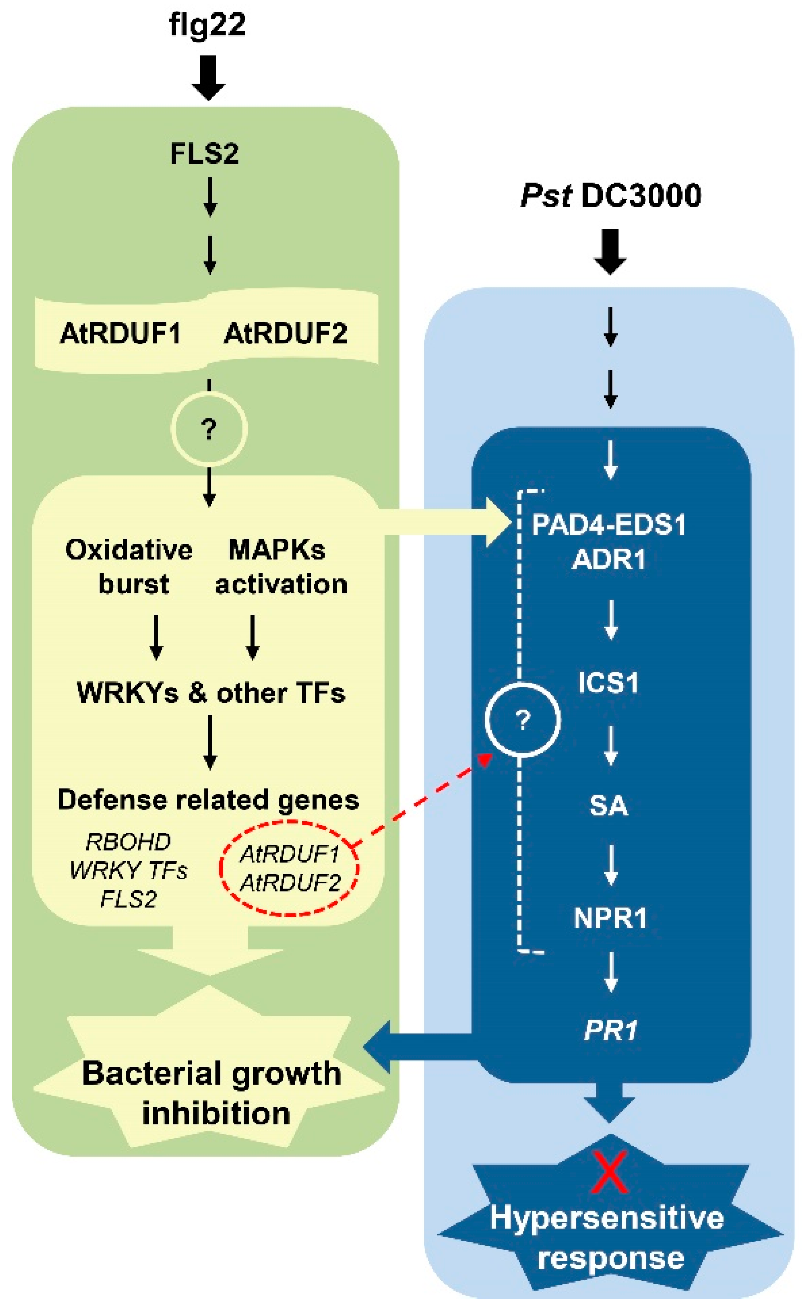 RING-Type E3 Ubiquitin Ligases AtRDUF1 and AtRDUF2 Positively Regulate ...