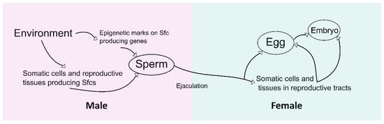 On the Role of Seminal Fluid Protein and Nucleic Acid Content in ...