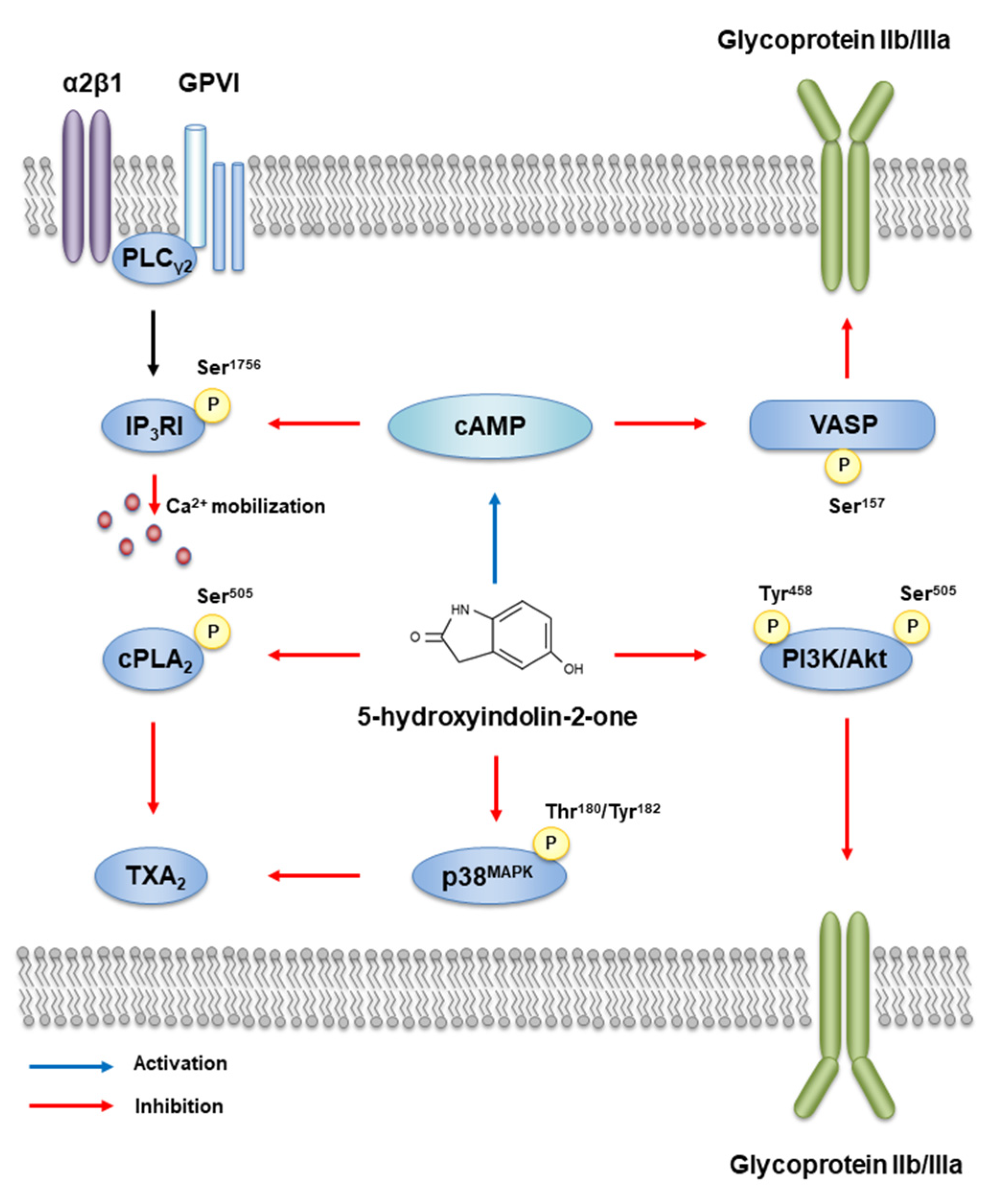 Pharmacological Actions of 5-Hydroxyindolin-2 on Modulation of Platelet ...