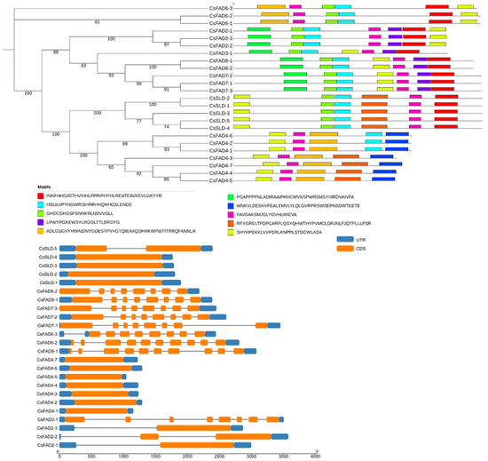 Genome-Wide Identification and Expression Analysis of Fatty Acid ...