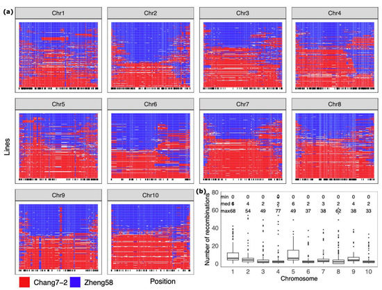 Multi-Trait Genomic Prediction Improves Accuracy of Selection among Doubled Haploid Lines in Maize