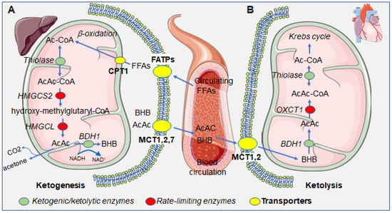 Ketone Bodies as Metabolites and Signalling Molecules at the Crossroad ...