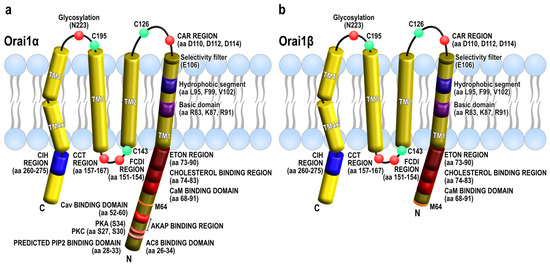 Similarities and Differences between the Orai1 Variants: Orai1α and Orai1β