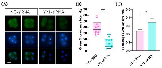 Knockdown of YY1 Inhibits XIST Expression and Enhances Cloned Pig ...