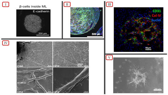 Ijms Free Full Text Vascularization Strategies In 3d Cell Culture