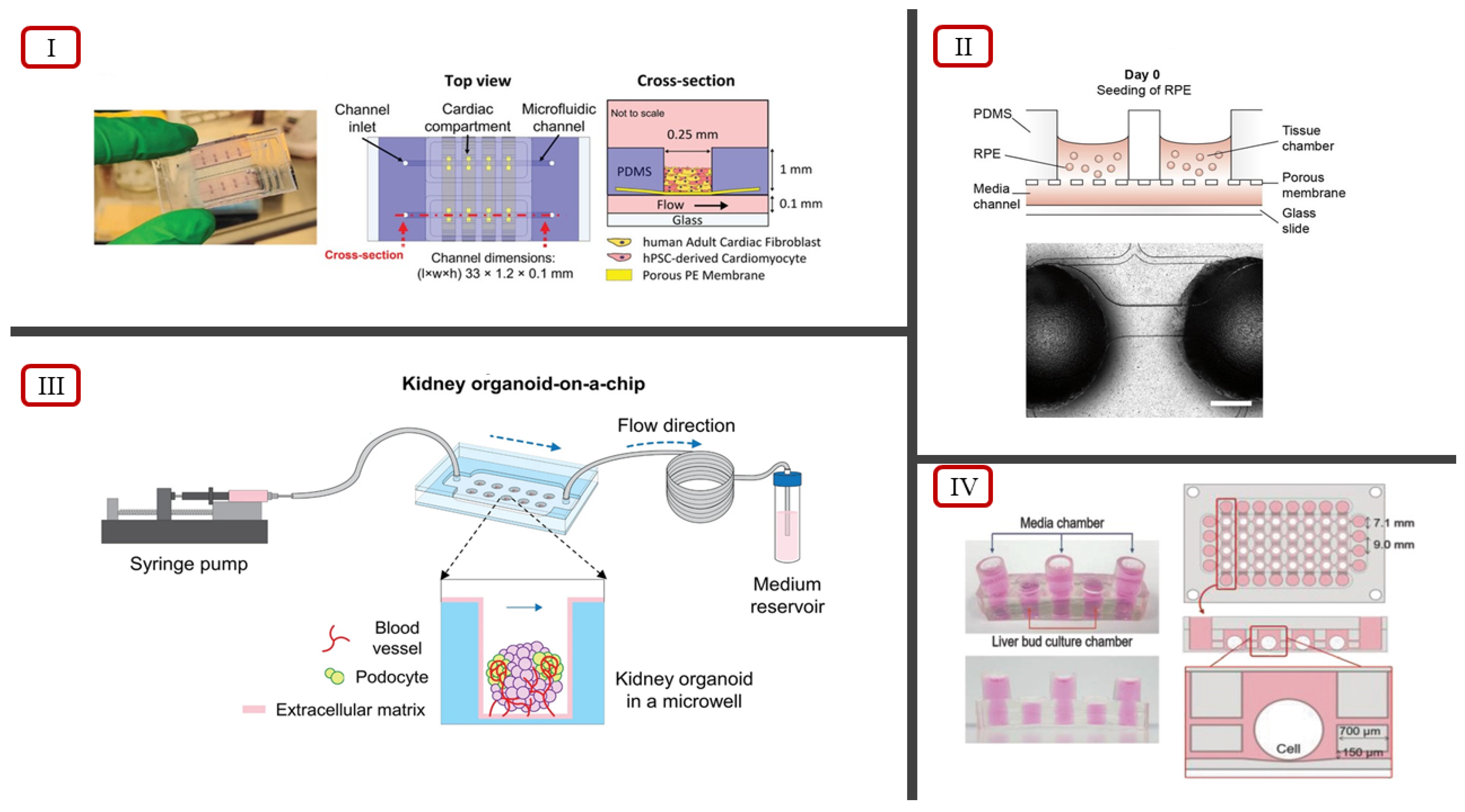 Ijms Free Full Text Vascularization Strategies In 3d Cell Culture