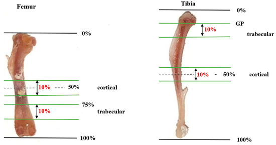 Assessment of Bone Microstructure by Micro CT in C57BL/6J Mice for Sex ...