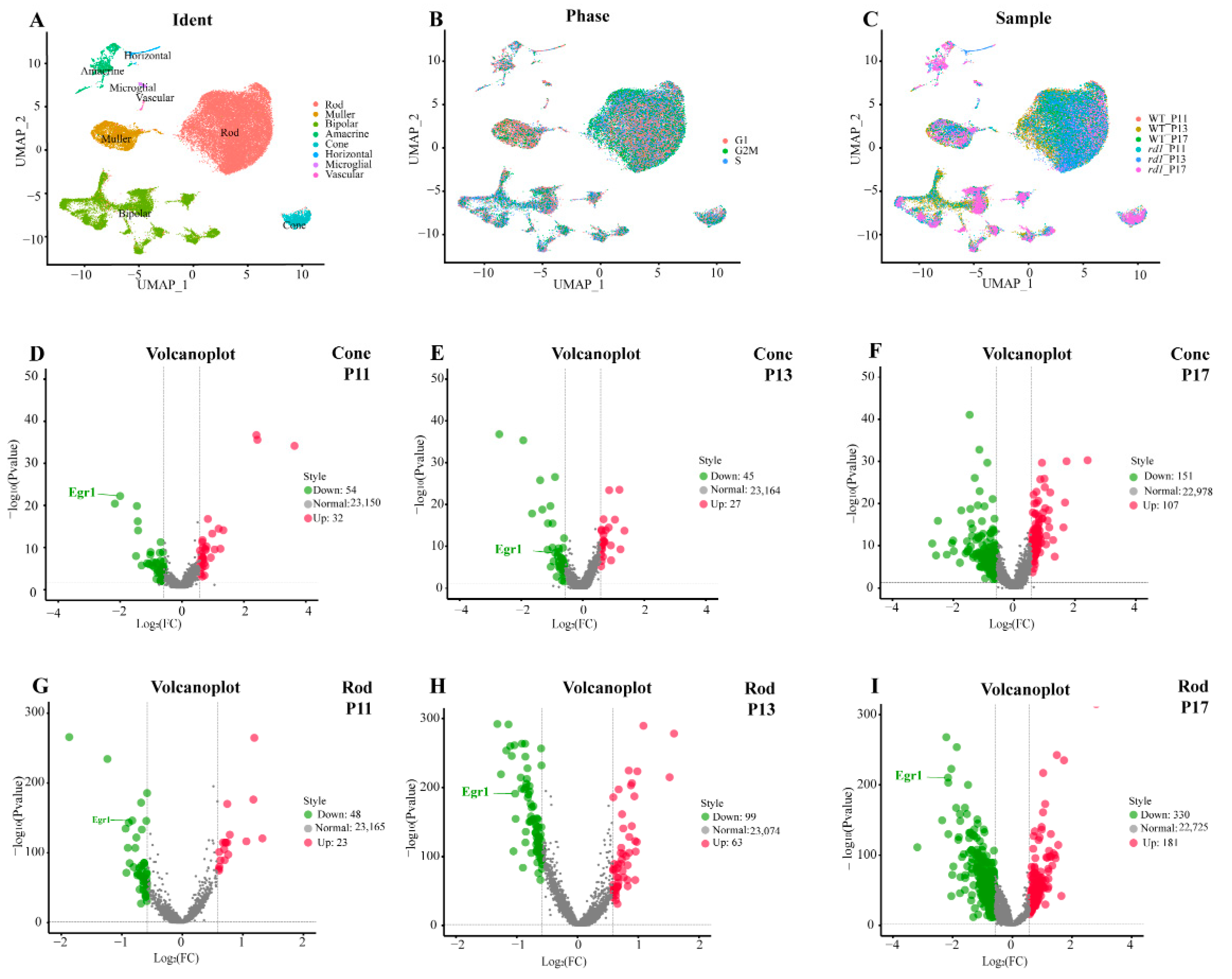 Inhibition of the MAPK/c-Jun-EGR1 Pathway Decreases Photoreceptor Cell ...