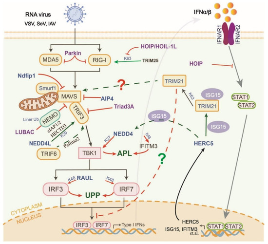 E3 Ubiquitin Ligases: The Operators of the Ubiquitin Code That ...