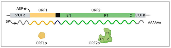 An Epigenetic LINE-1-Based Mechanism in Cancer