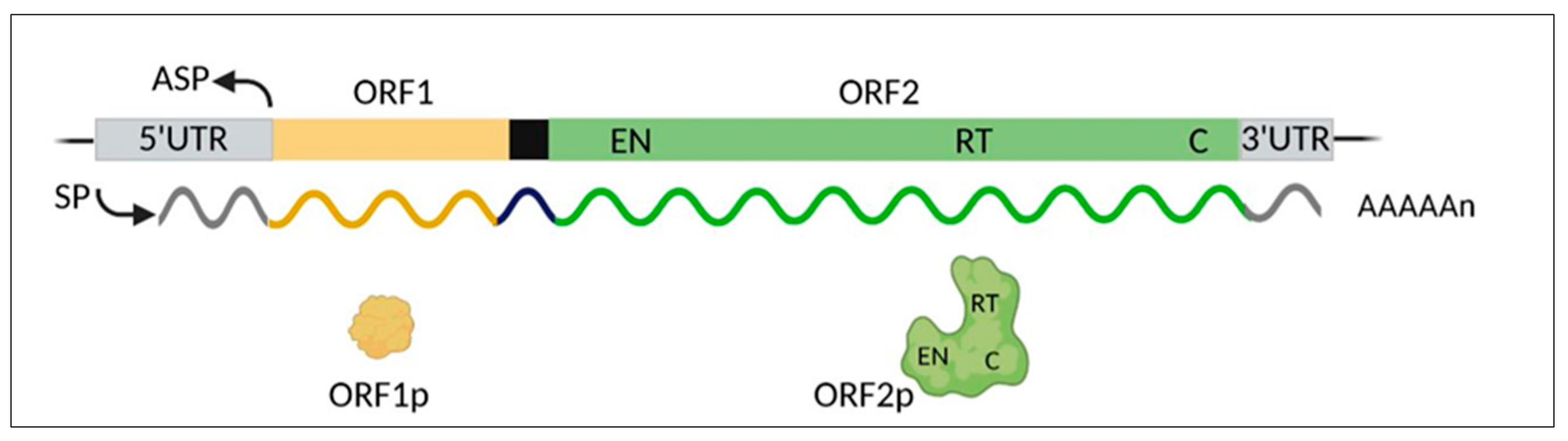 An Epigenetic LINE-1-Based Mechanism in Cancer