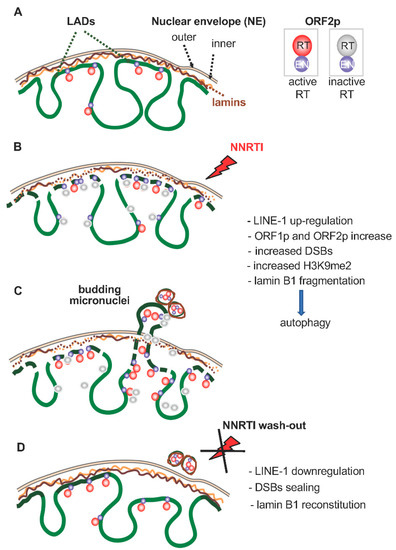 An Epigenetic LINE-1-Based Mechanism in Cancer