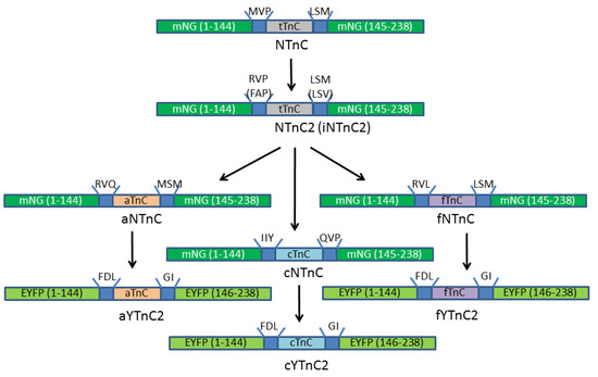 cNTnC and fYTnC2, Genetically Encoded Green Calcium Indicators Based on ...