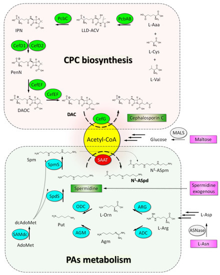 Spermidine and 1,3-Diaminopropane Have Opposite Effects on the Final ...