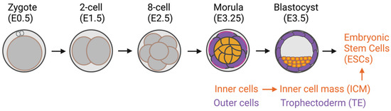 Role of YAP as a Mechanosensing Molecule in Stem Cells and Stem Cell ...