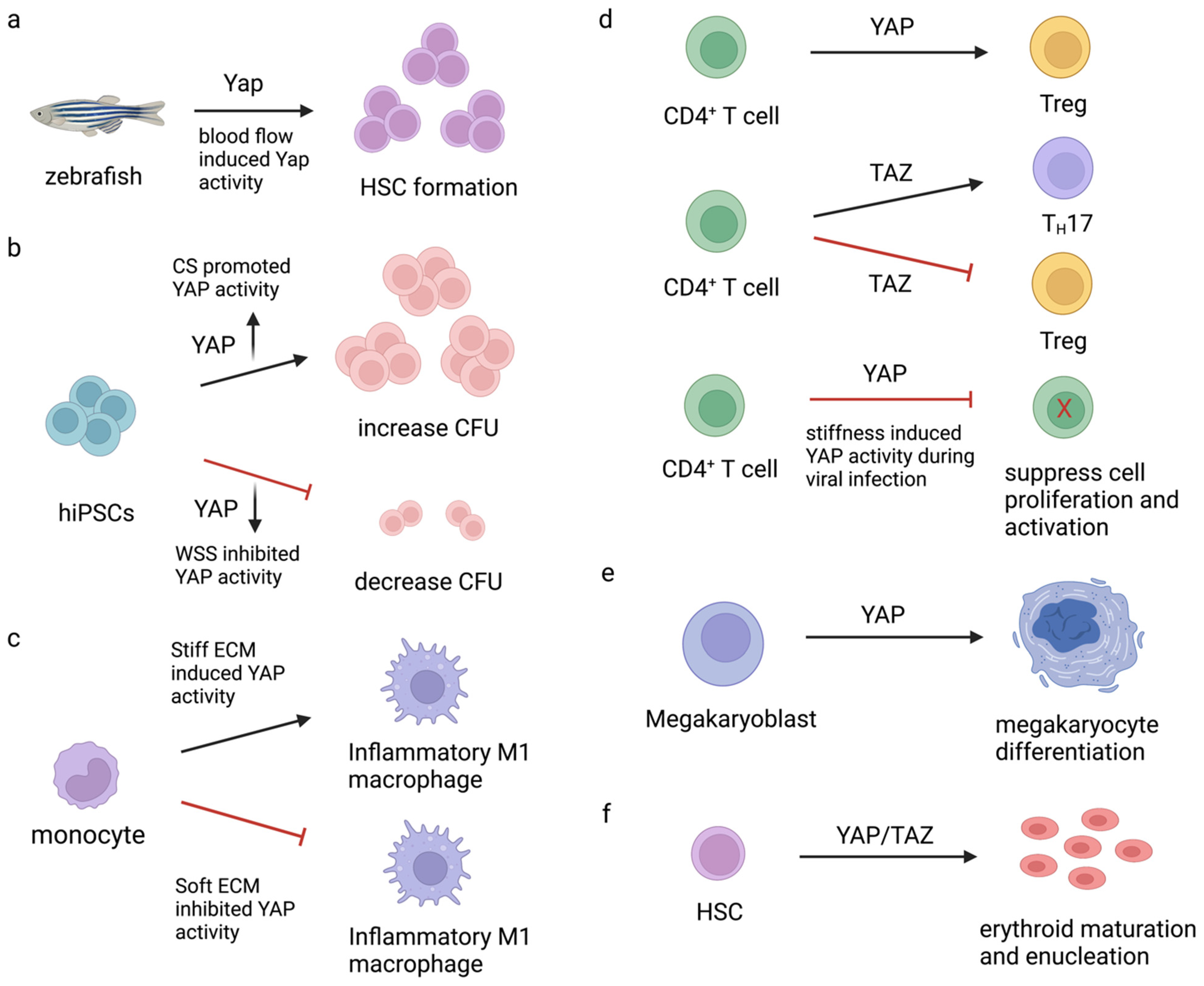Role of YAP as a Mechanosensing Molecule in Stem Cells and Stem Cell ...