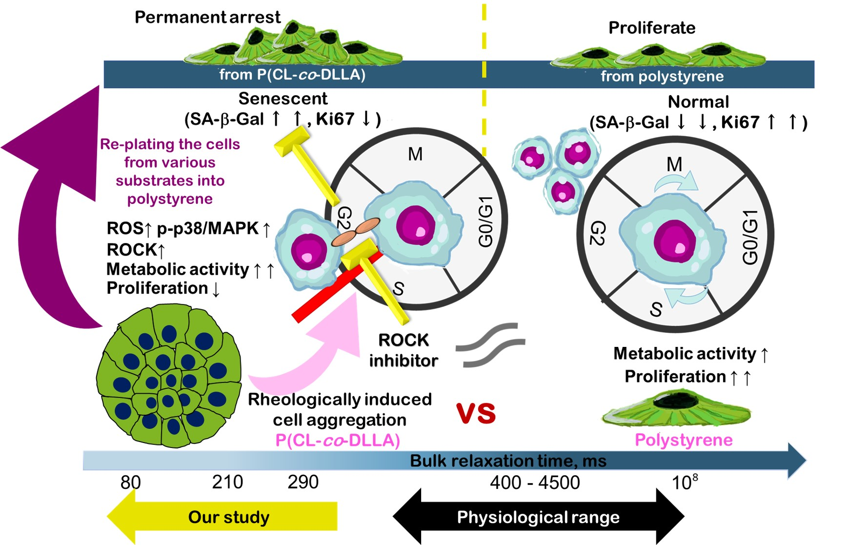IJMS | Free Full-Text | Viscoelastic Liquid Matrix with Faster Bulk ...