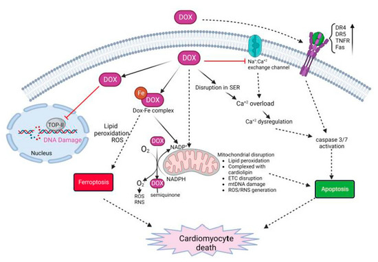 The Innate Immune System in Cardiovascular Diseases and Its Role in ...