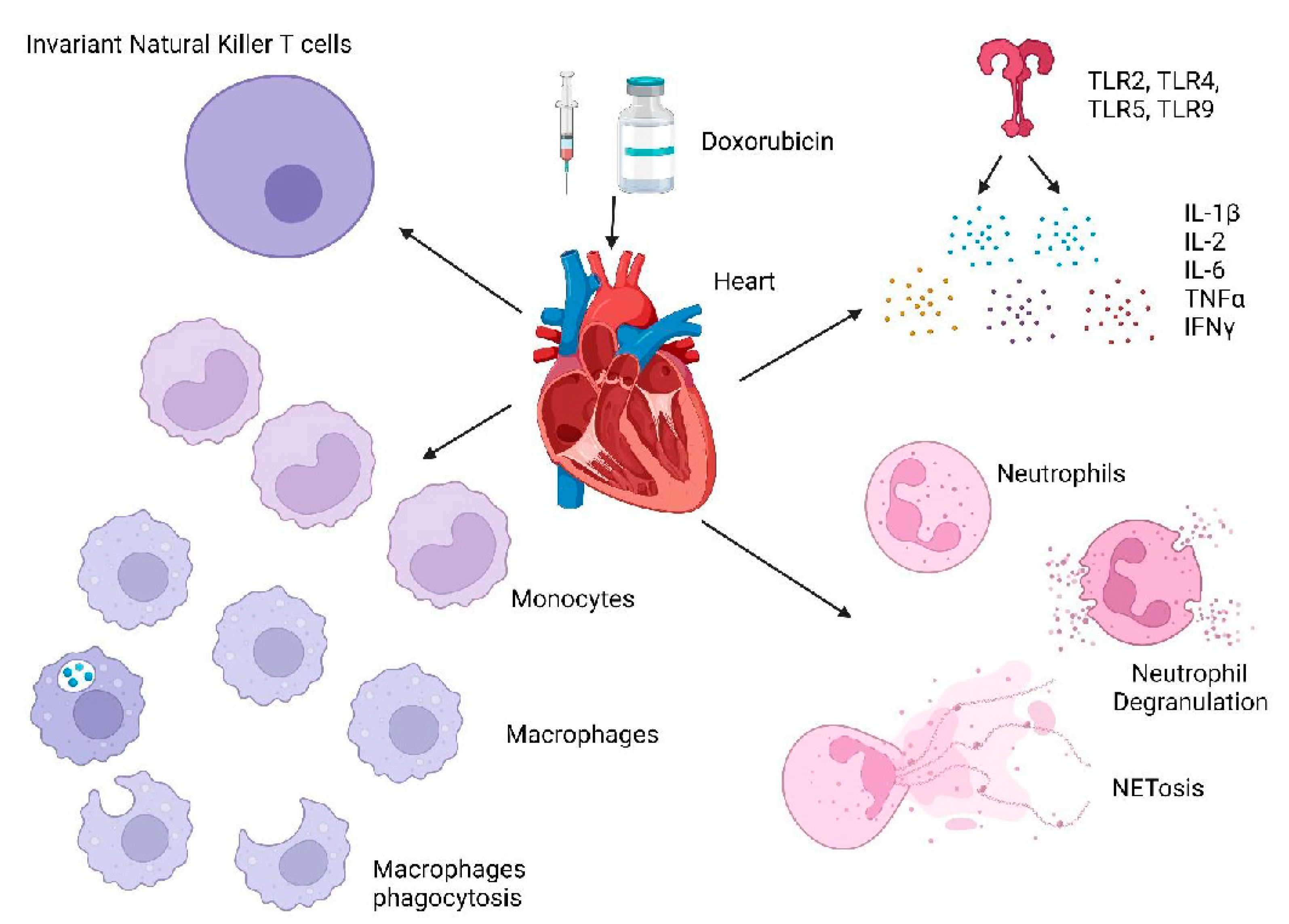 The Innate Immune System in Cardiovascular Diseases and Its Role in ...