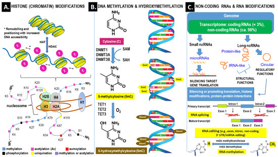Modulation of the Inflammatory Response in Polycystic Ovary Syndrome ...