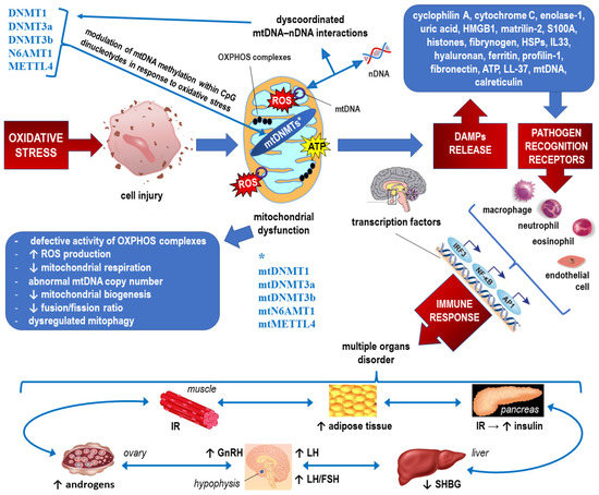 Modulation of the Inflammatory Response in Polycystic Ovary Syndrome ...