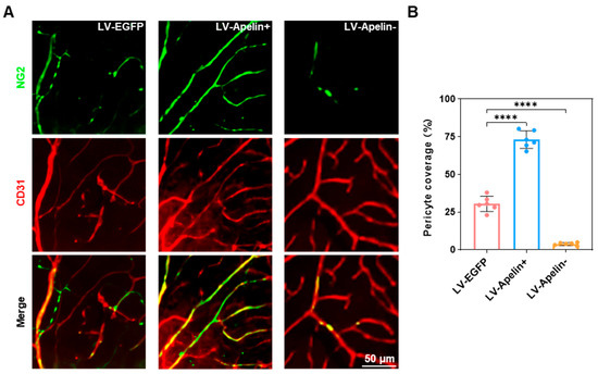 The Protective Role of Apelin in the Early Stages of Diabetic Retinopathy