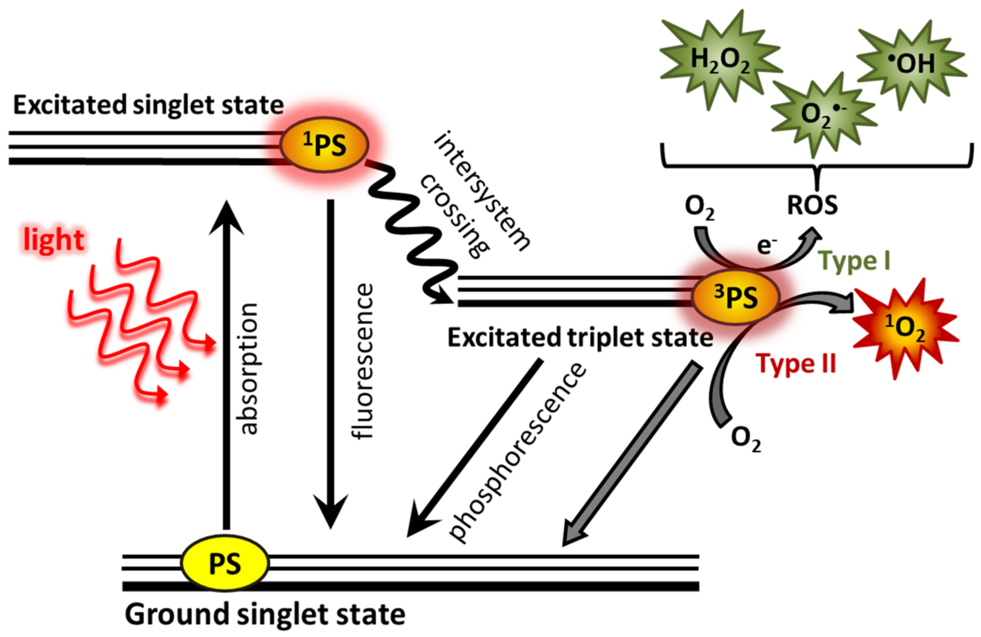 Possible Mechanisms of Resistance Development to Photodynamic Therapy ...