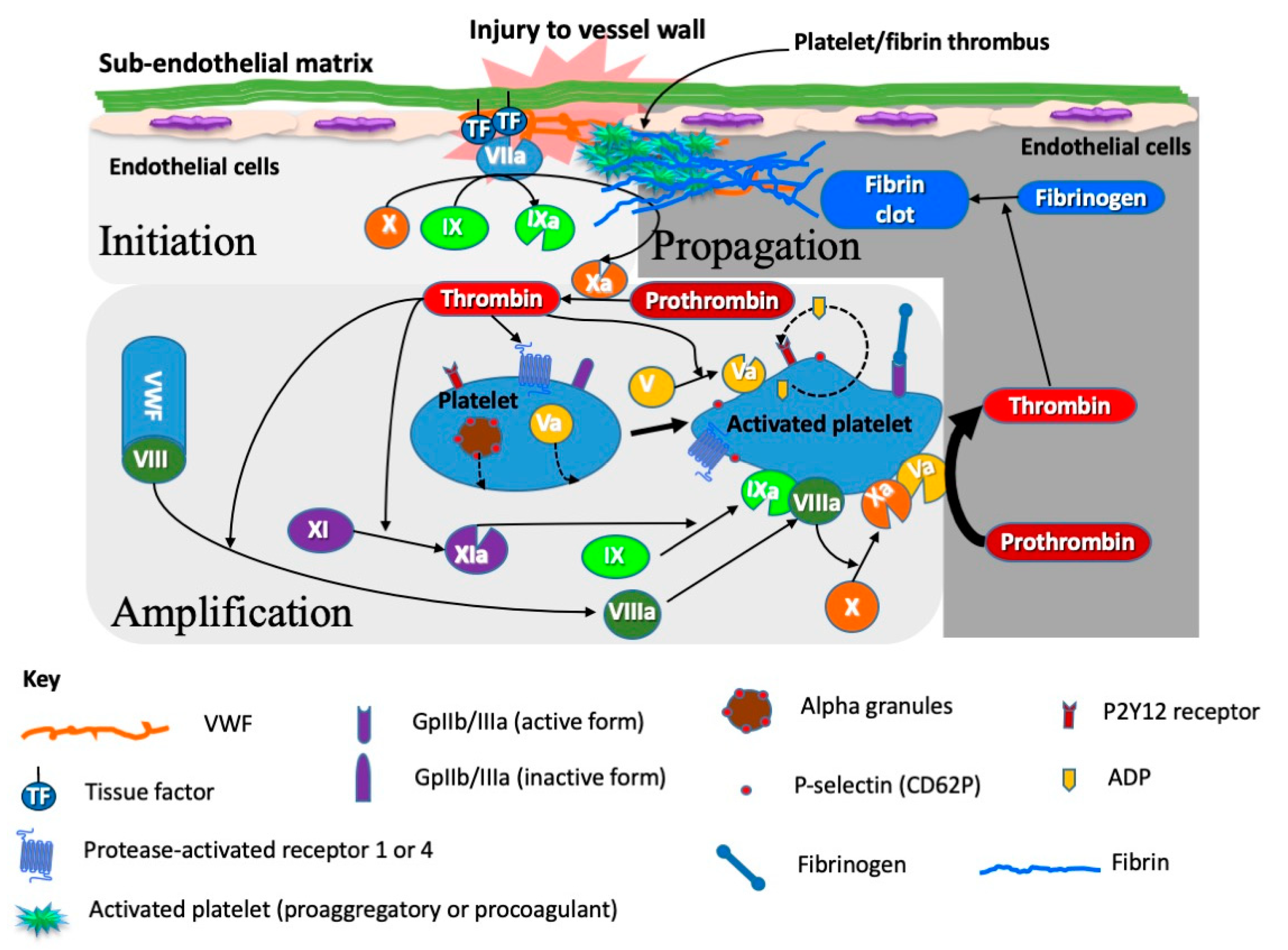 Autoimmune Diseases Affecting Hemostasis: A Narrative Review