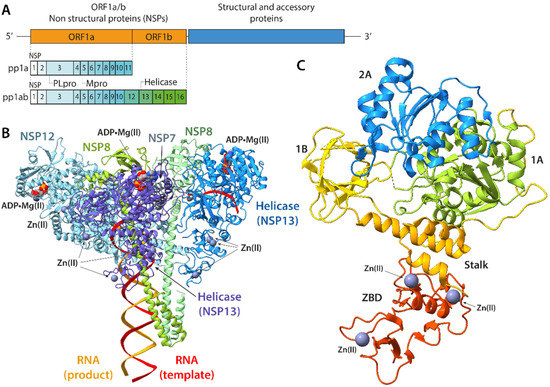 Computational Study of Helicase from SARS-CoV-2 in RNA-Free and Engaged Form