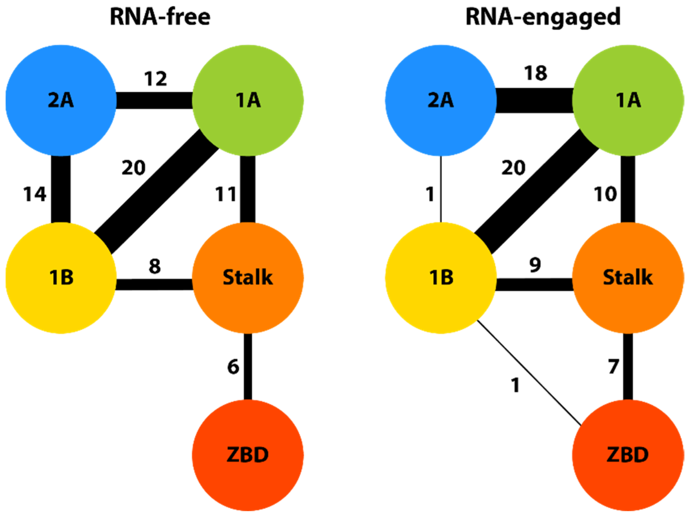 Computational Study of Helicase from SARS-CoV-2 in RNA-Free and Engaged ...