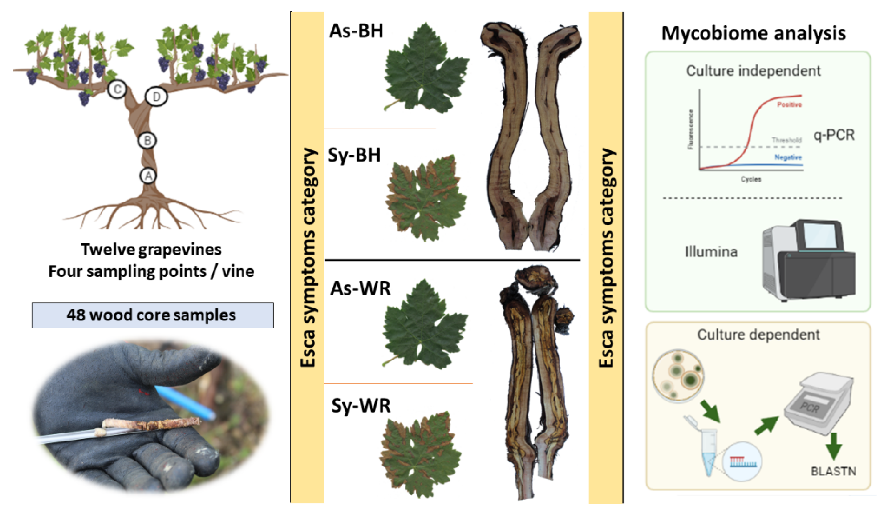 Interactions of the Fungal Community in the Complex Patho-System of ...