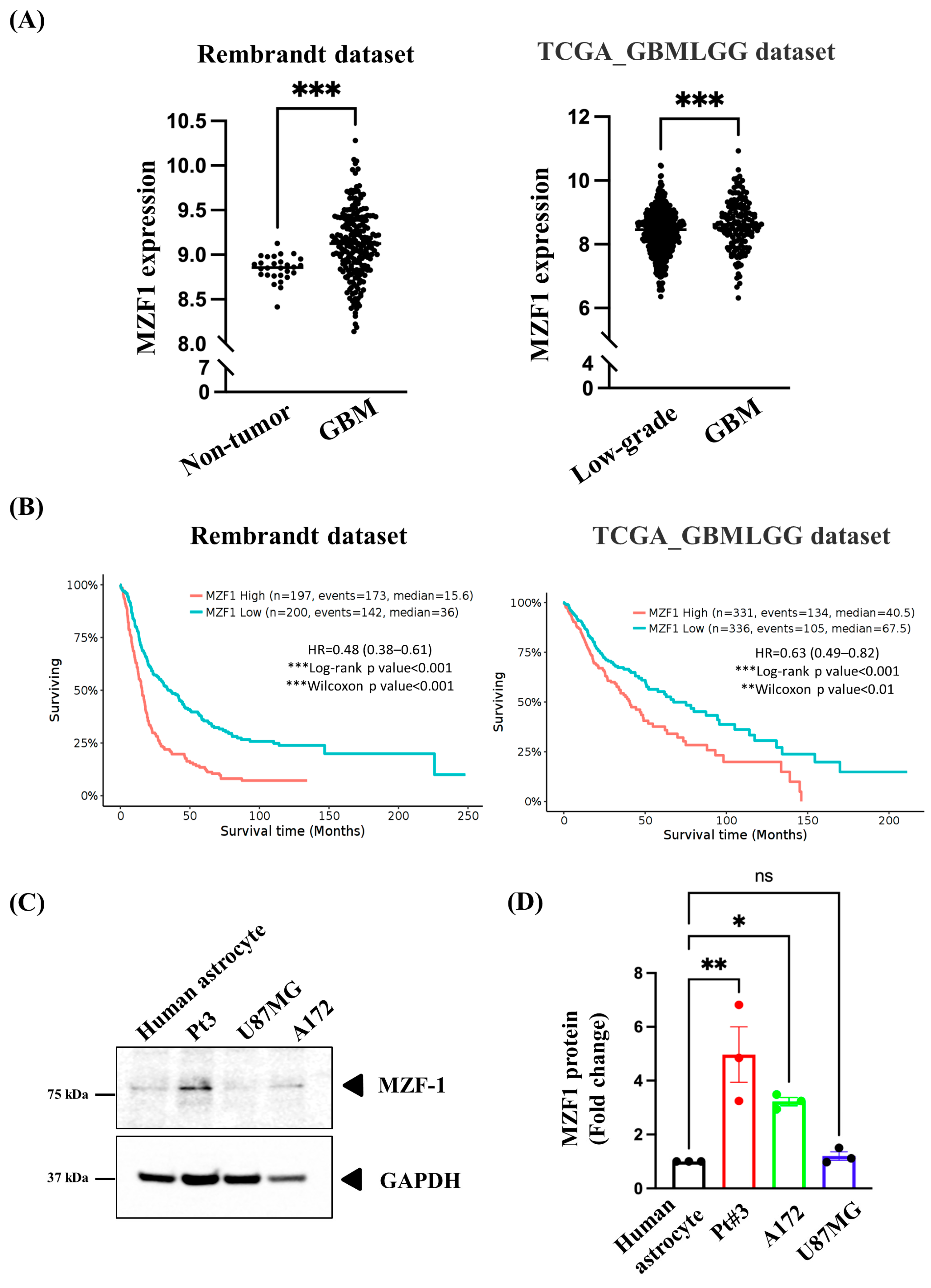 Inhibition of MZF1/c-MYC Axis by Cantharidin Impairs Cell Proliferation ...